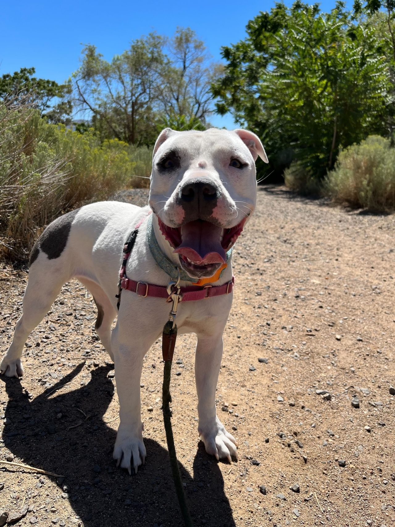 Adoptable Dogs and Cats | CRCCS | Washoe Valley, Nevada