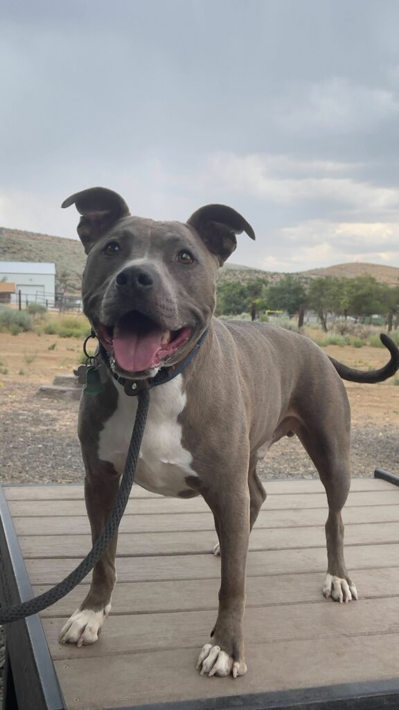 Adoptable Dogs and Cats - Canine Rehabilitation Center and Cat Sanctuary