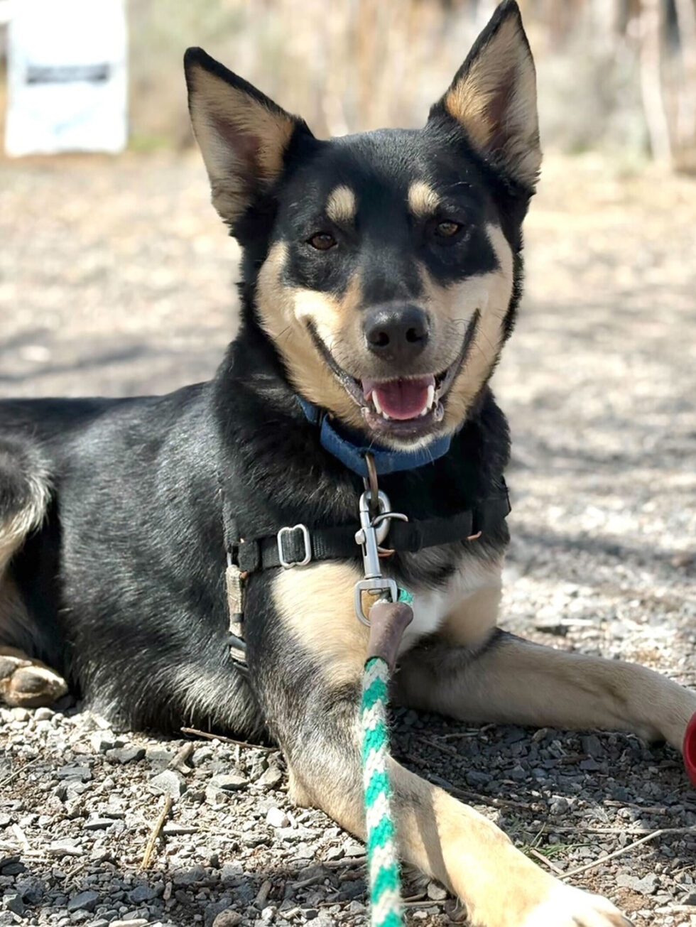 Cya - Canine Rehabilitation Center and Cat Sanctuary