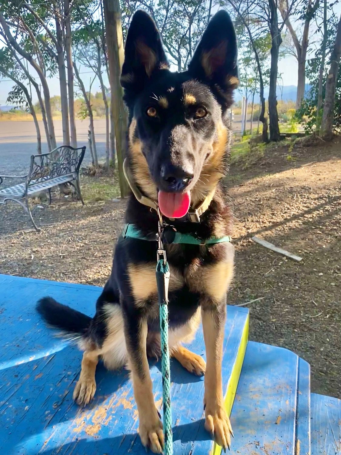 Zena - Canine Rehabilitation Center and Cat Sanctuary