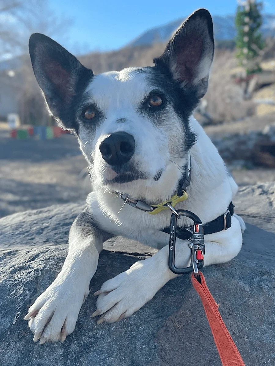 Newton - Canine Rehabilitation Center and Cat Sanctuary